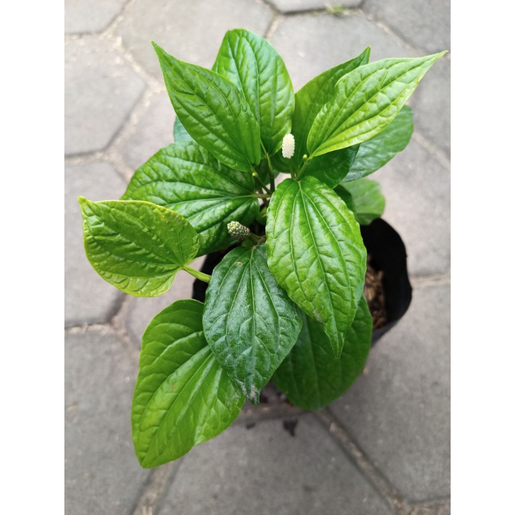 Piper Sarmentosum, Wild Pepper, Wild Betel, Kadok, Kaduk, Daun Kaduk ...