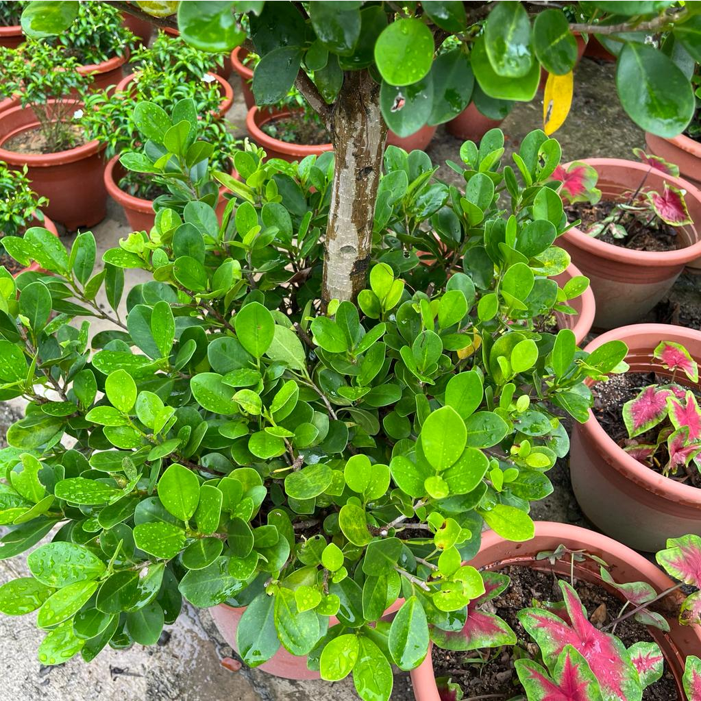 3 Layer Ficus microcarpa, Chinese Banyan (1.8m) | Shopee Singapore