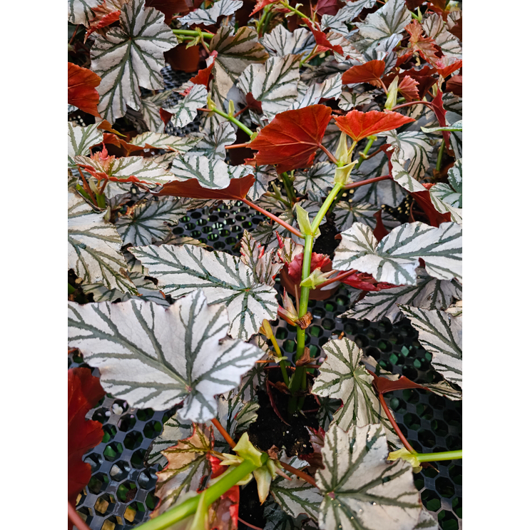Begonia Highway Indoor House Home Potted Plant Gardening Landscaping ...