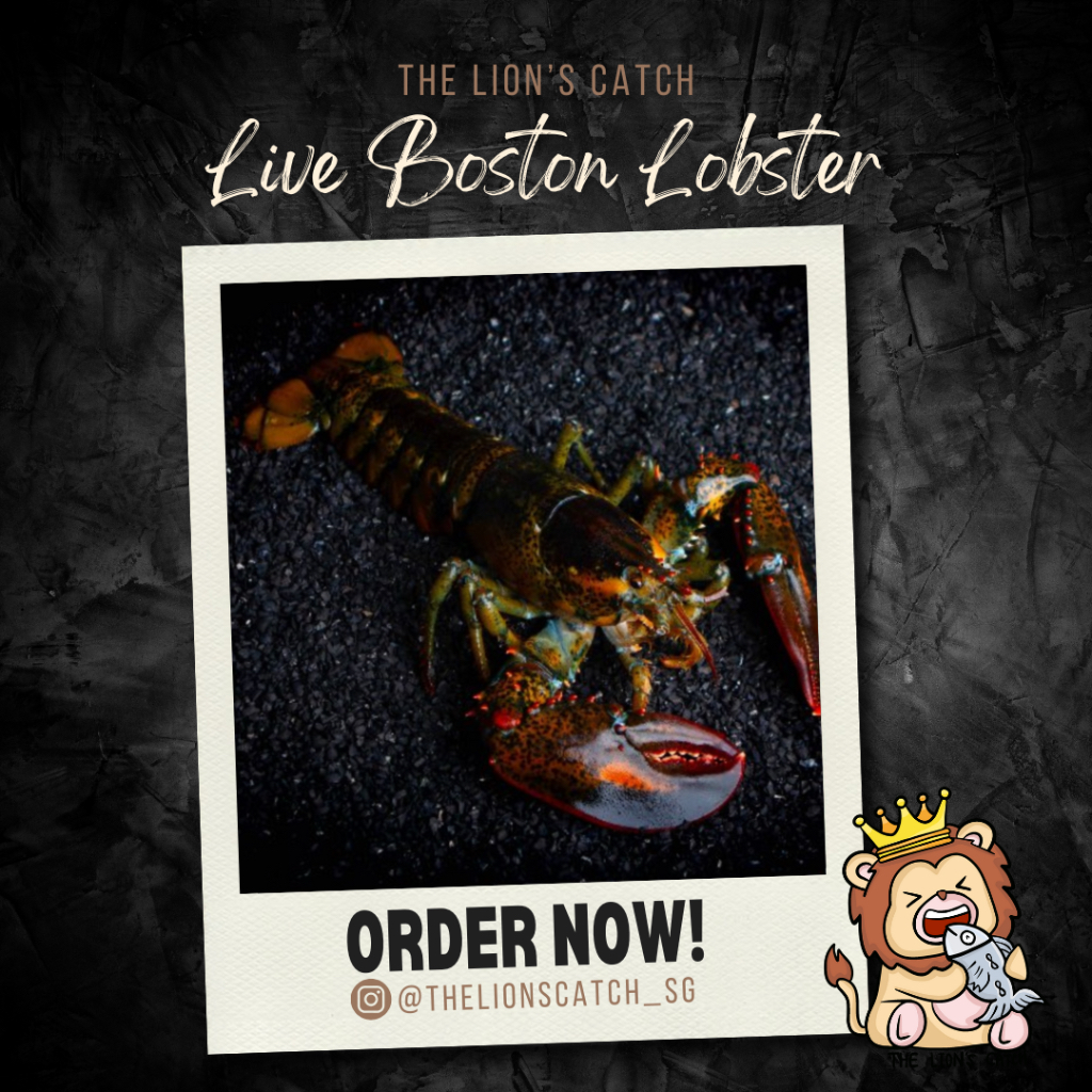 LIVE BOSTON LOBSTER | Shopee Singapore