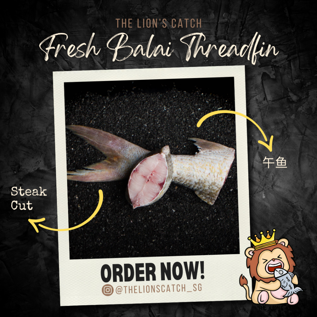 FRESH BALAI THREADFIN FISH (午鱼) | Shopee Singapore