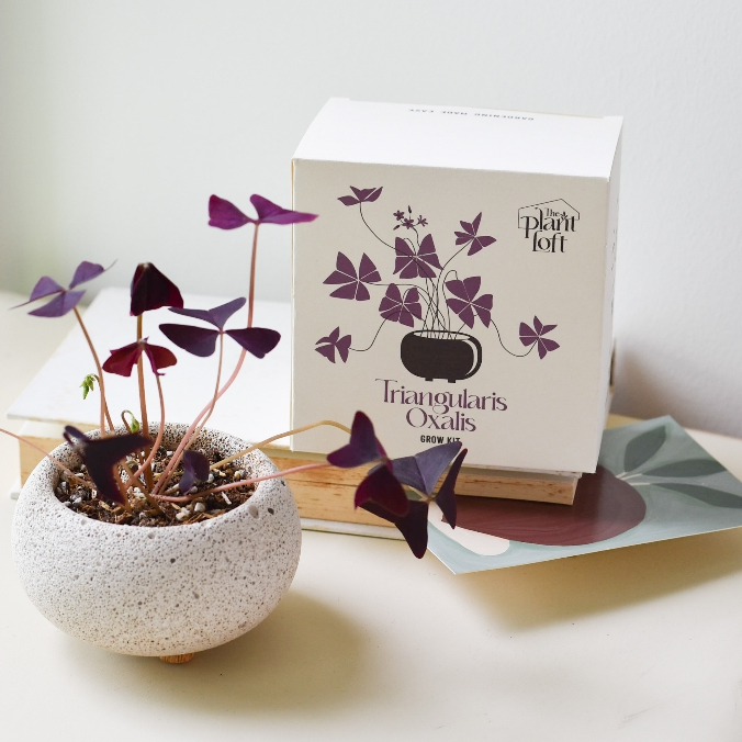 Triangularis oxalis grow kit (plant within 3 days upon receiving, 5 ...