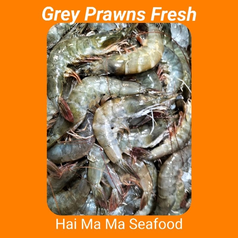 [HaiMaMa Seafood] Grey Prawns Fresh 500g | Shopee Singapore