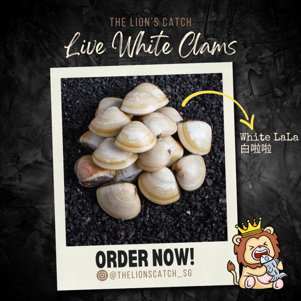 LIVE WHITE CLAMS / WHITE LALA（白啦啦） | Shopee Singapore