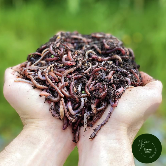 Worm Castings Compost Vermicompost Soil By Green Sprout 5 Litres ...