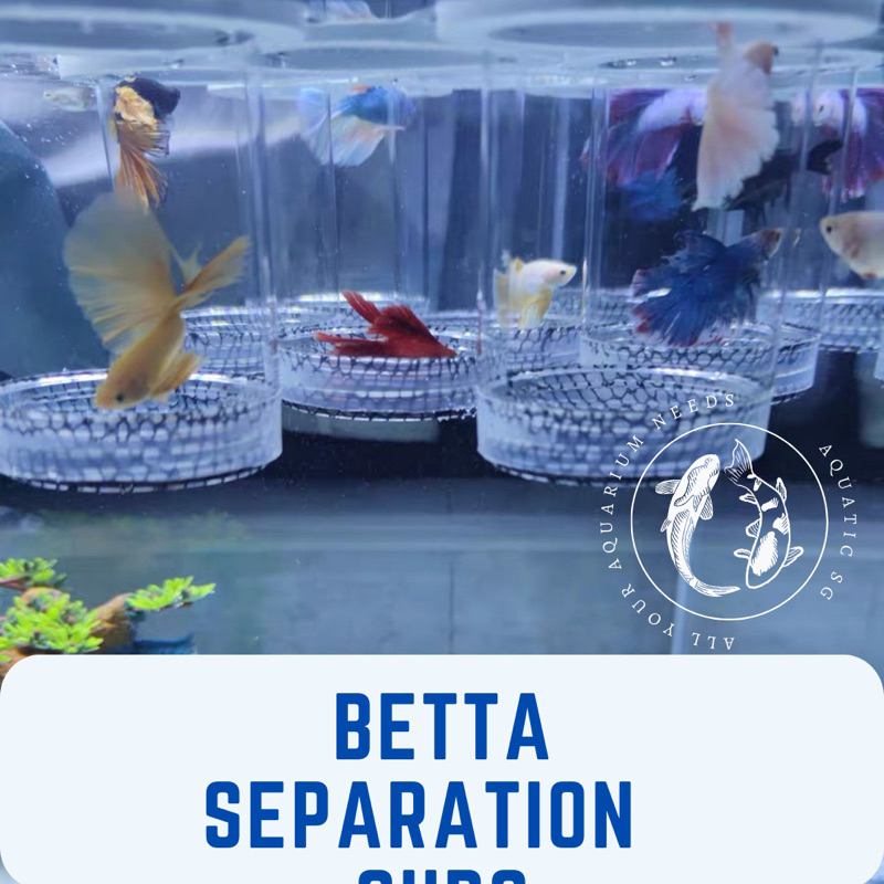 SG READY STOCK | Guppy Betta Breeder Box Floating Suspension Cup Separation Box Breeding Fish ...