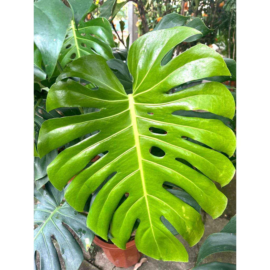 Monstera Deliciosa giant form/Indoor Plant | Shopee Singapore