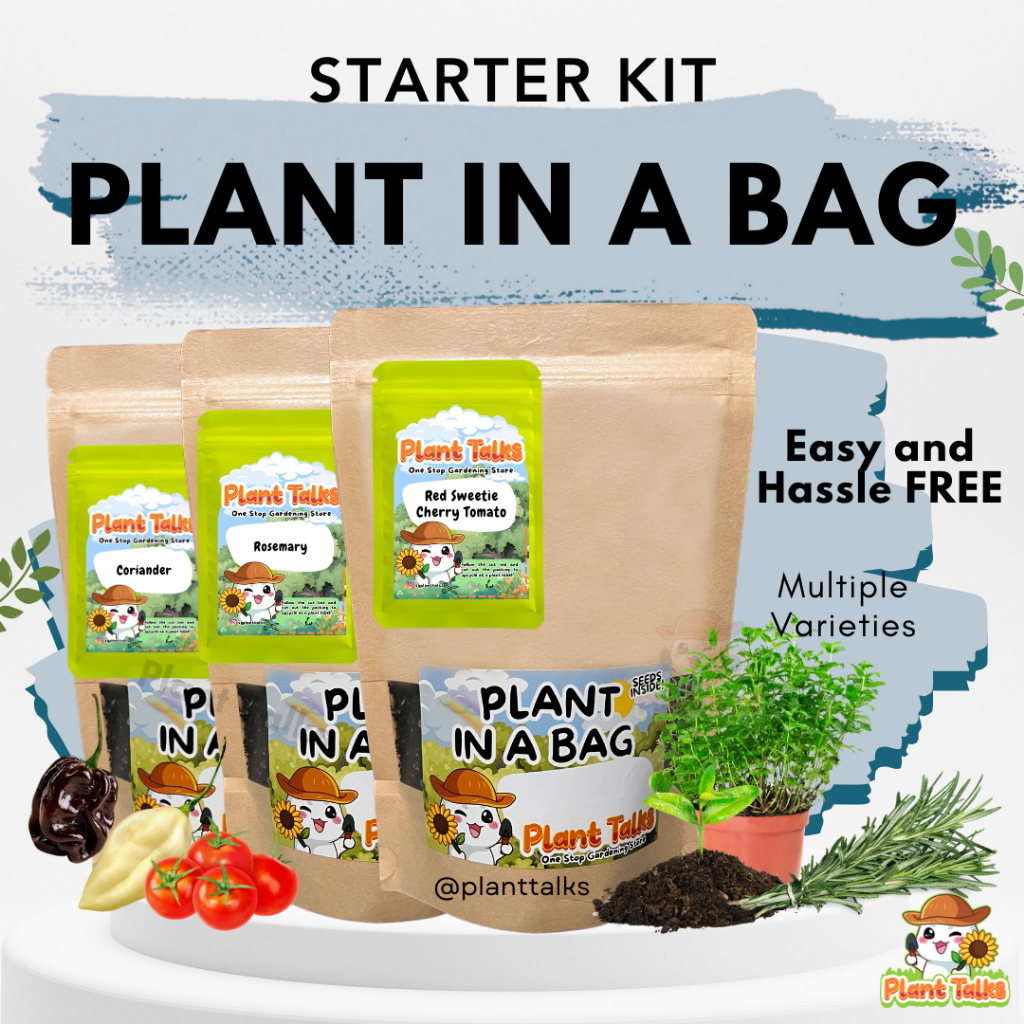 Plant Talks Plant Starter Kit DIY Childrens Day Plant Kit Grow Herbs ...