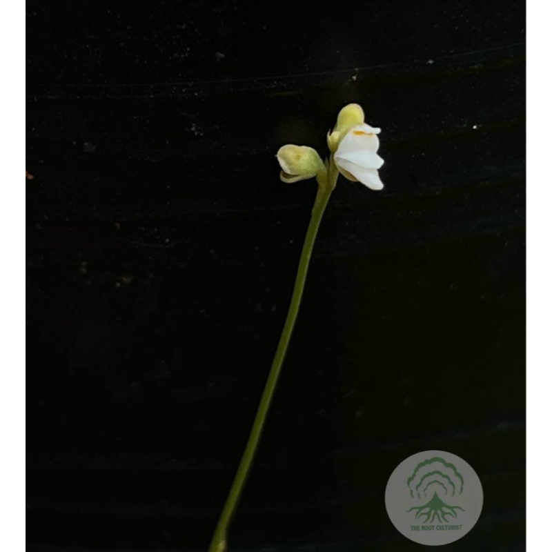 Utricularia Caerula “White Form” seeds | Shopee Singapore