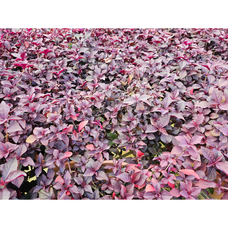 Cyathula Prostrata Red Indoor House Home Potted Plants Gardening ...