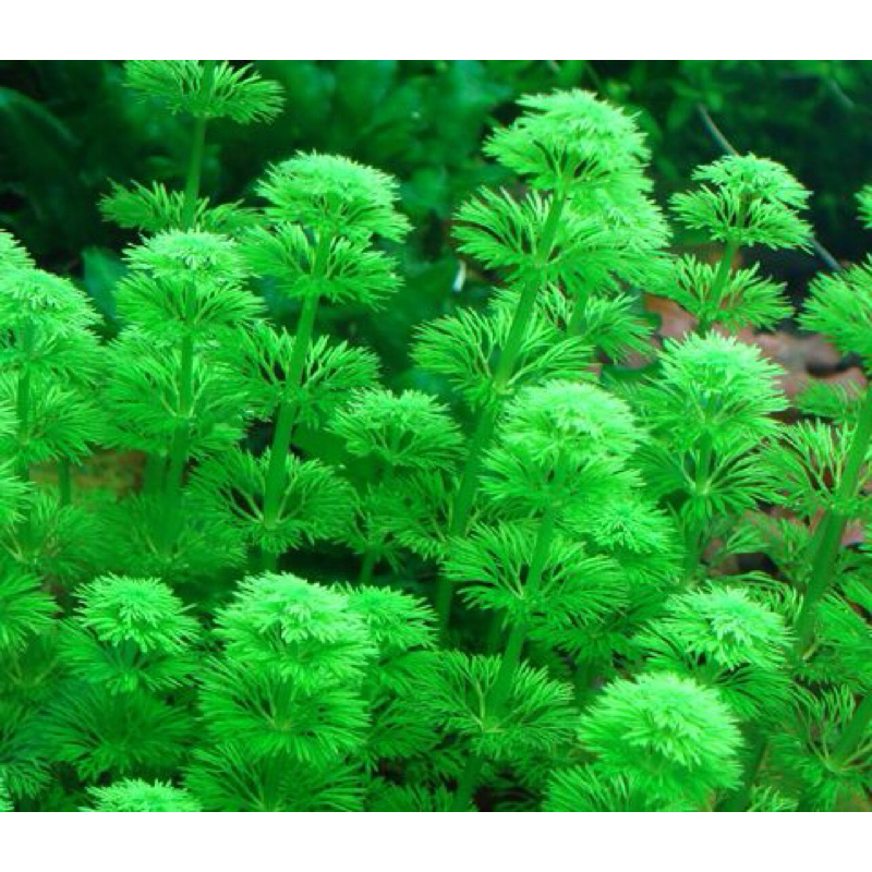 SG READY STOCK | Ambulia/ Limnophila sessiliflora | Assorted Aquatic ...
