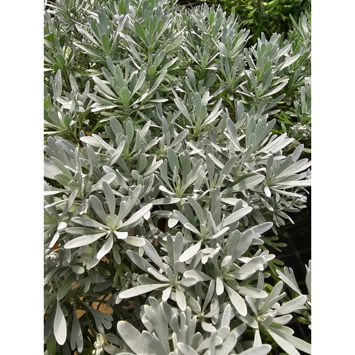 Crossostephium Chinense Chinese Wormwood Indoor House Home Potted Plant ...