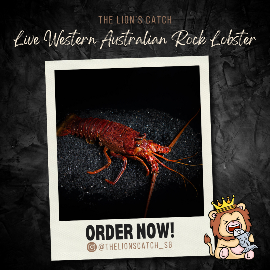 LIVE WESTERN AUSTRALIAN ROCK LOBSTERS | Shopee Singapore