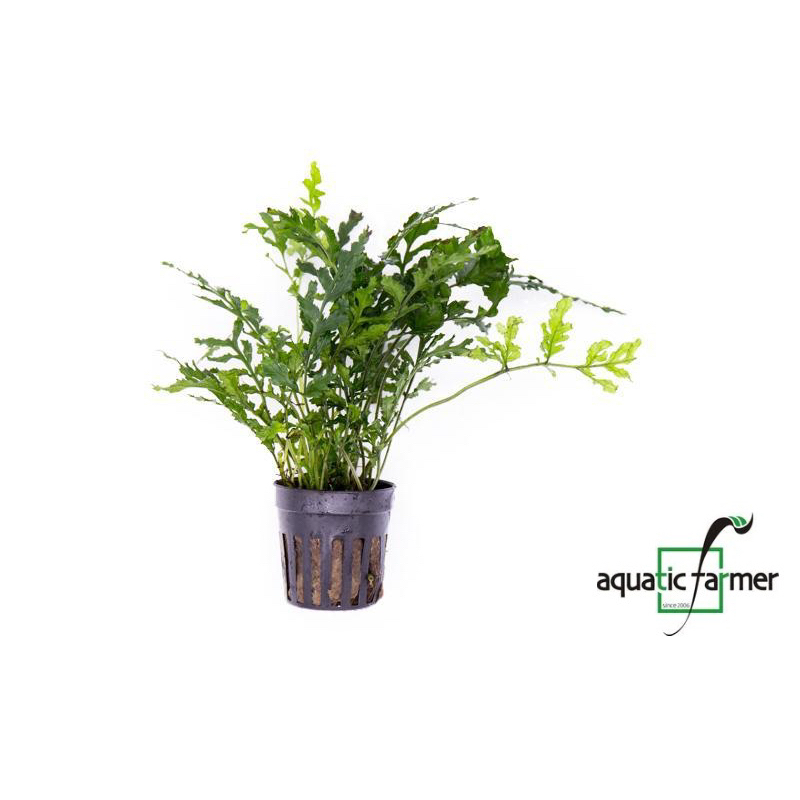[SG READY STOCKS Live Aquatic Plant] Bolbitis difformis Potted by ...
