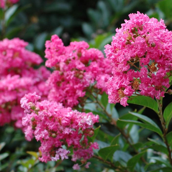 Pink Crape Myrtle, Crepe Myrtle, Crepe Flower, Chinese Crape Myrtle ...