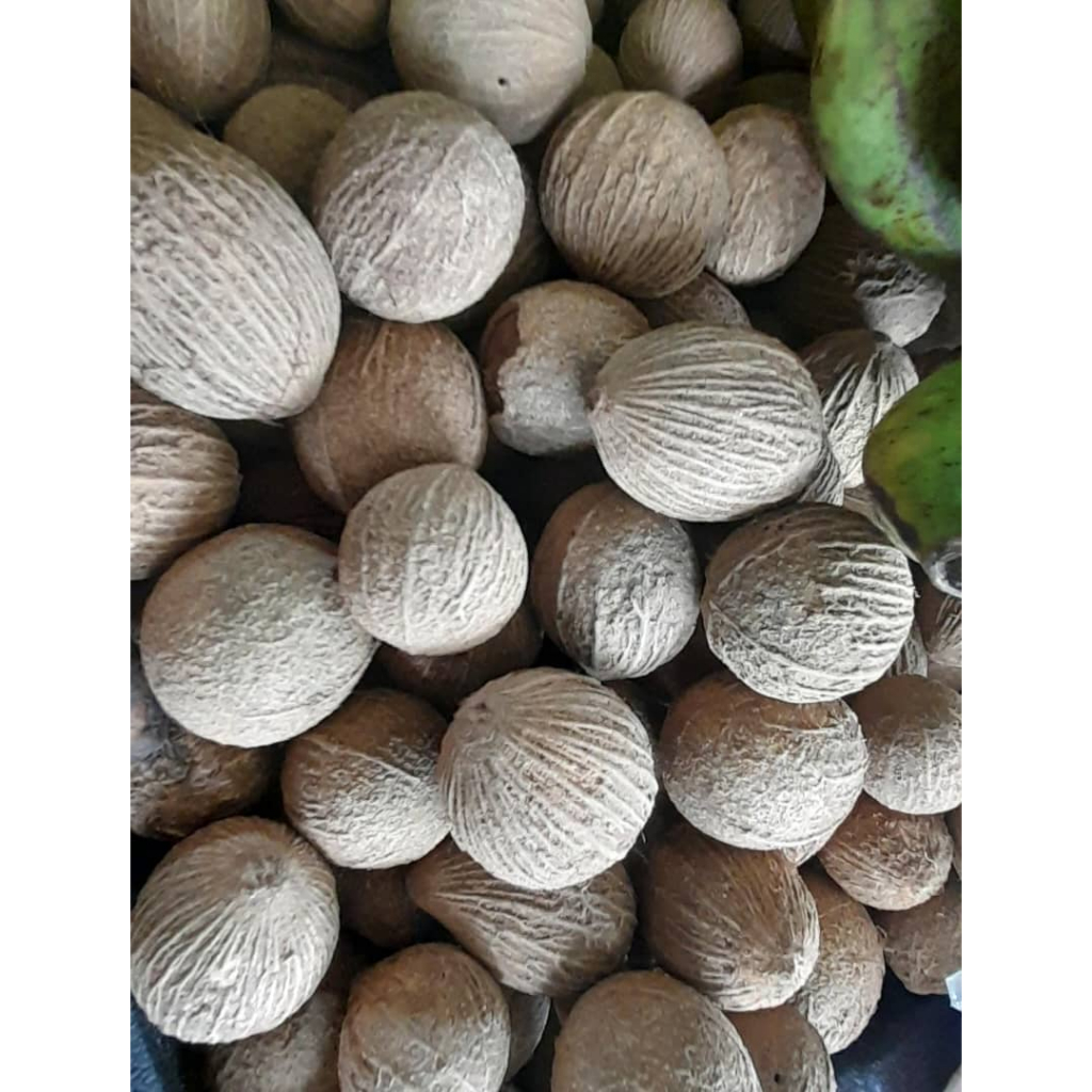 Buah Kulim aka Scorodocarpus borneensis Becc | Shopee Singapore