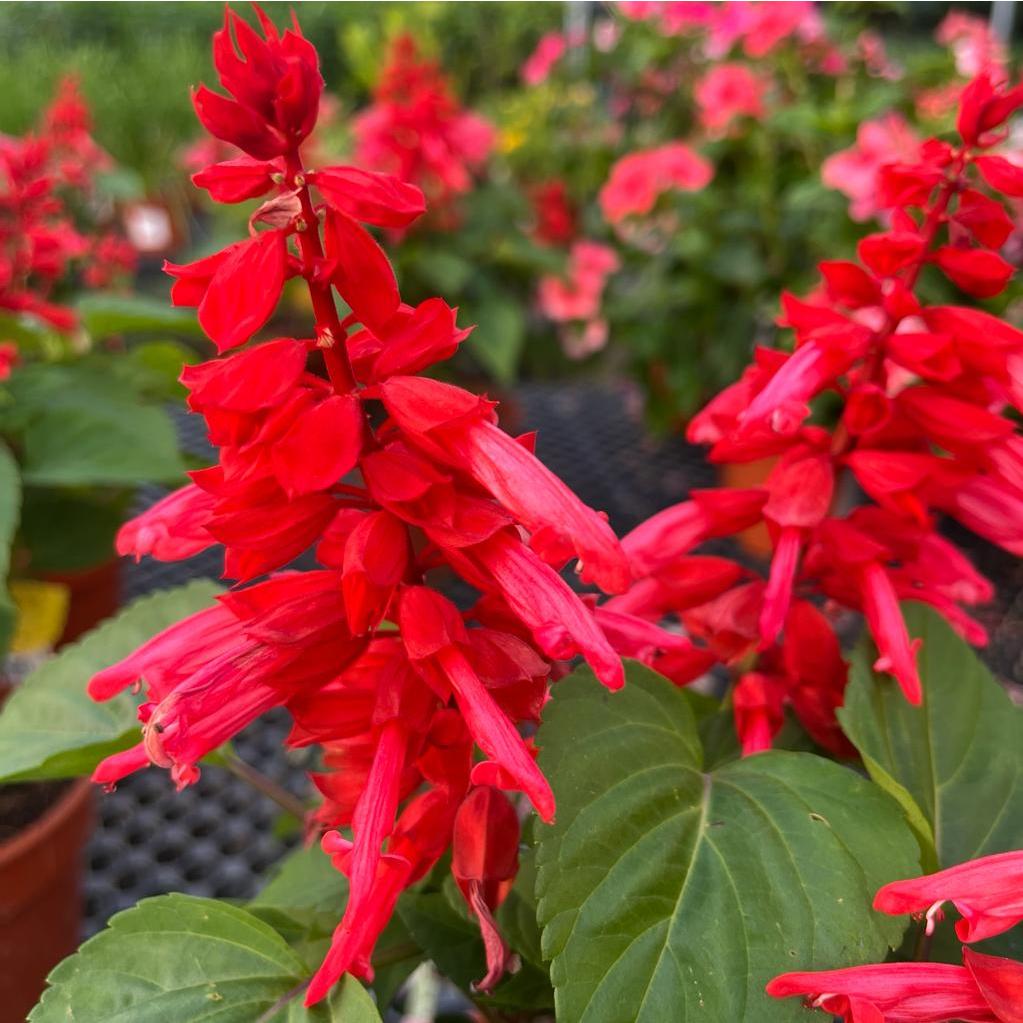 Salvia Splendens Plant (0.3m) | Shopee Singapore