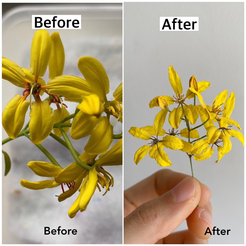 [1KG] Professional Silica Gel Powder for Flower Preservation /Drying ...