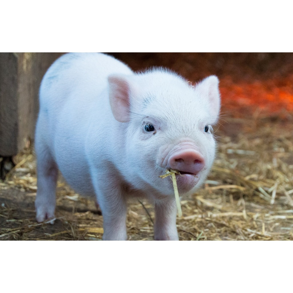 newest phone (testing) | Shopee Singapore