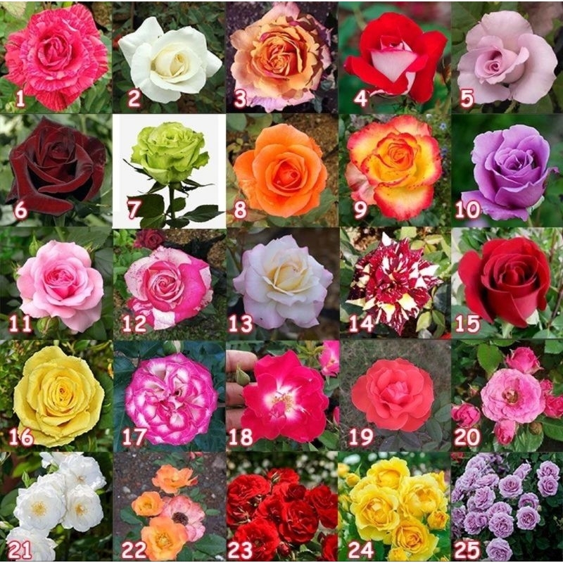 Sindo - Grafted Rose Plants - Assorted Colors, Leafless Elegance ...