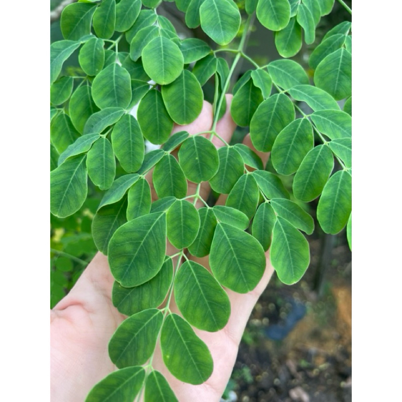 “Premium Fresh Organic Moringa Leaves: Nutrient-Packed, Hand-Picked, 10 ...