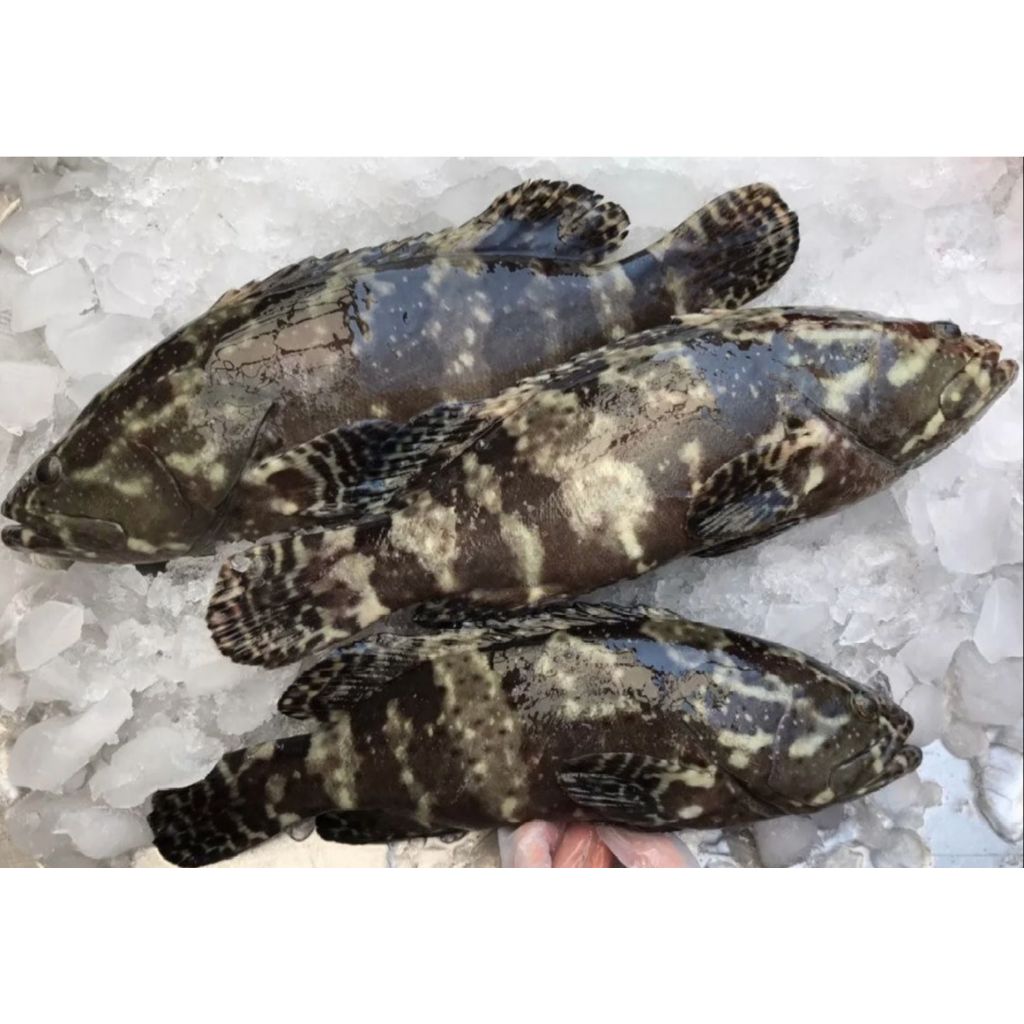 [CC Seafood] Wild Dragon Tiger Grouper (野生龙虎斑鱼) | Shopee Singapore