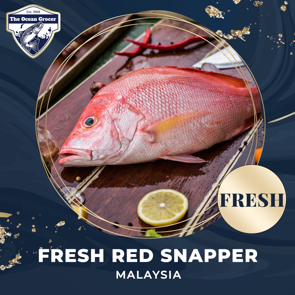 Red Emperor Snapper Wild Caught 红鸡鱼 | Shopee Singapore