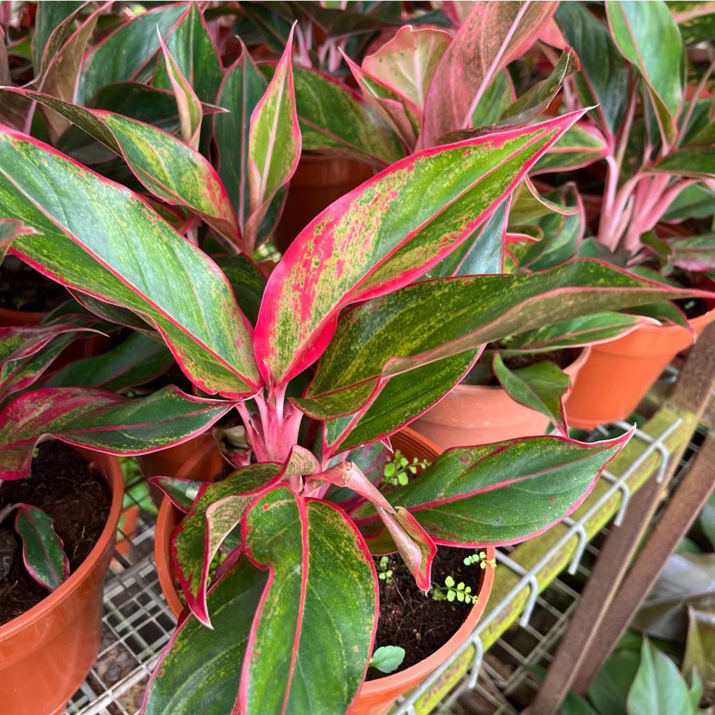 Aglaonema Red Siam, Red Siam Chinese Evergreen (0.3m) | Shopee Singapore