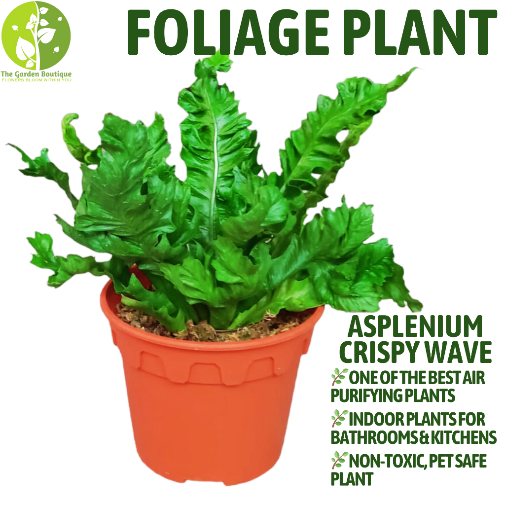 [Local Seller] Asplenium Nidus Crispy Wave Fern Houseplant Indoor Plant ...