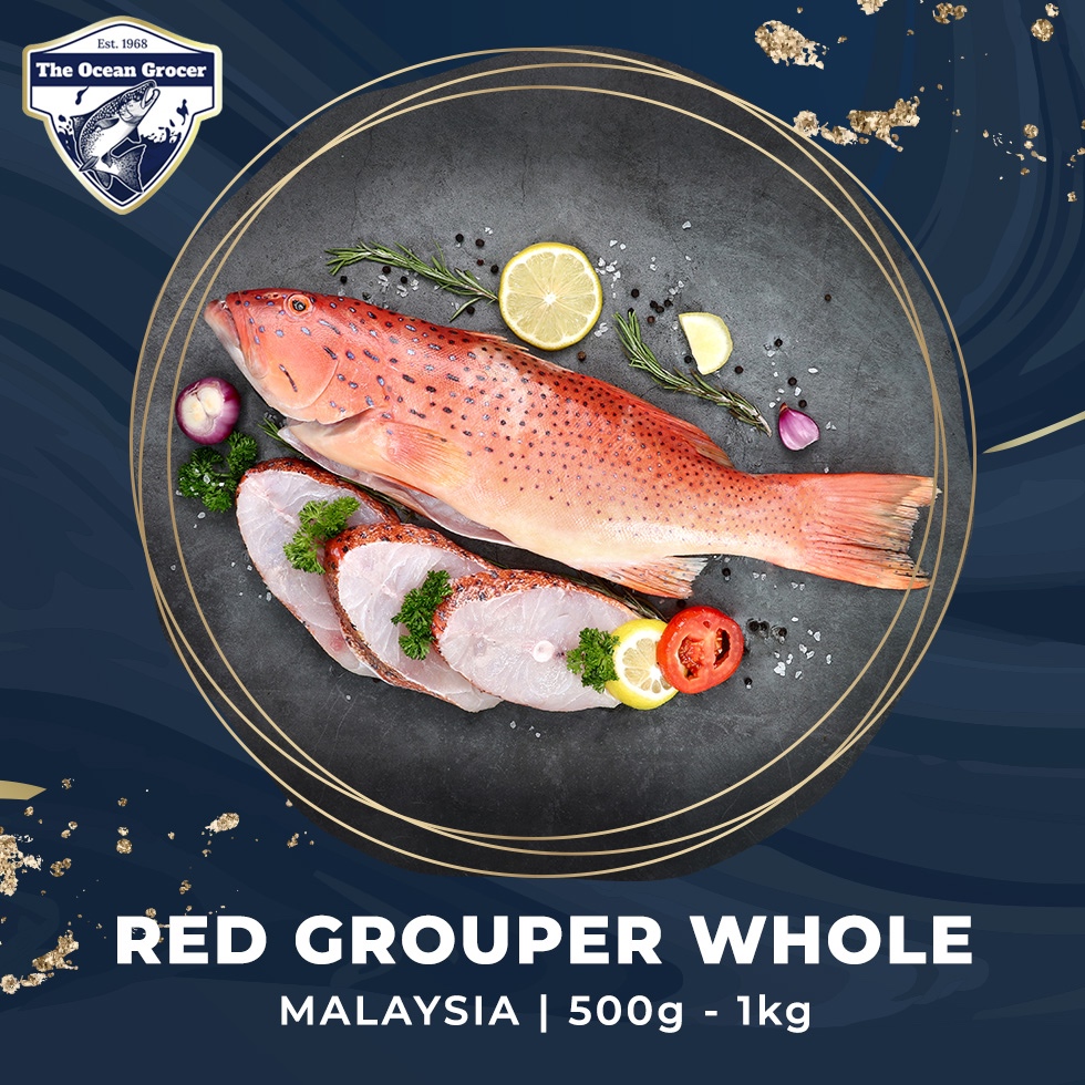 FRESH Red Grouper 7 Star 七星斑 Wild Caught (Whole) | Shopee Singapore
