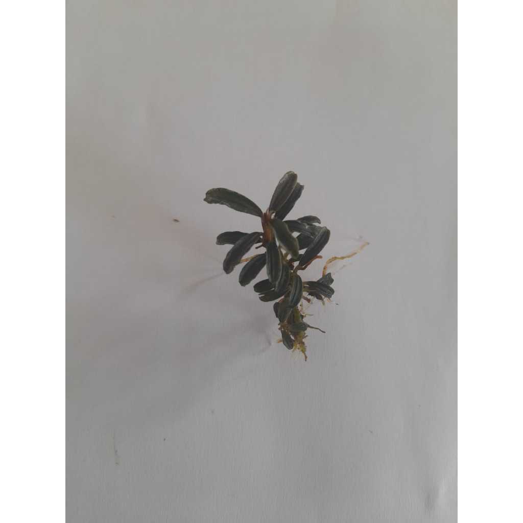 Sindo - Bucephalandra Mini Phantom: Captivating Aquatic Elegance for ...