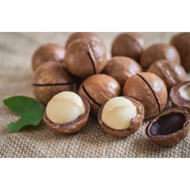 Raw Macadamia Nuts in shell (500g/1kg) | Shopee Singapore
