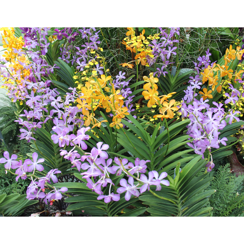 Mokara Orchid Hybrid Ascocentrum Arachnis Vanda Indoor House Home ...