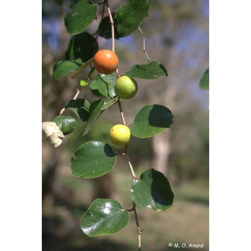 Juicy Indian Jujube Tree - Exotic Delight for Your Garden! | Shopee ...