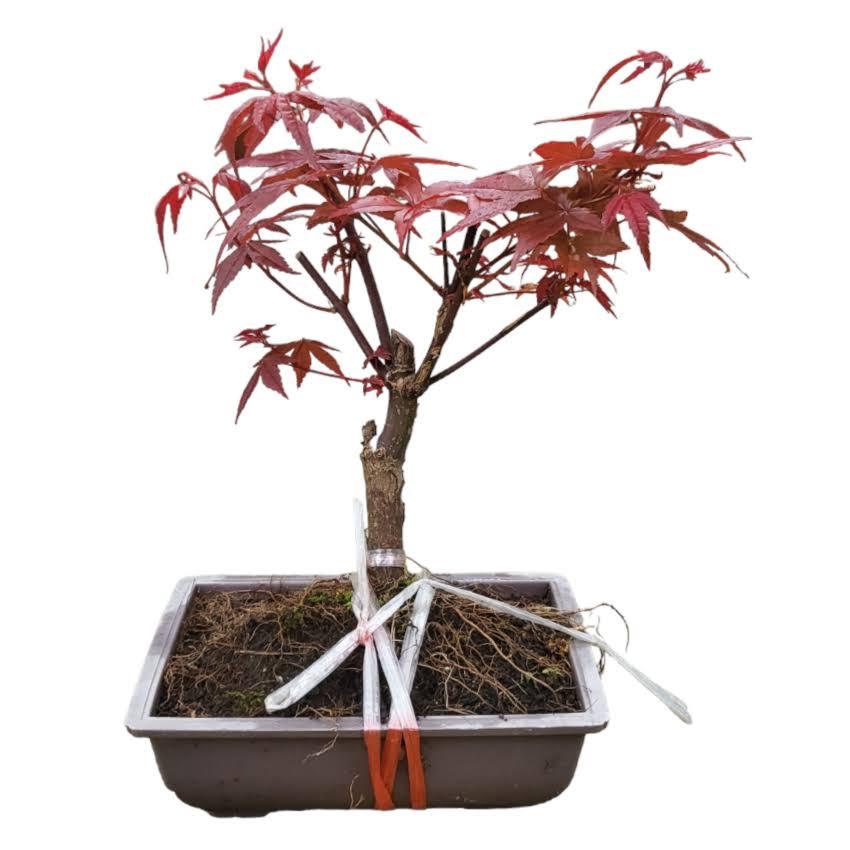Red Maple Tree Live Plant - Fresh Gardening Indoor Plant Outdoor Plants ...