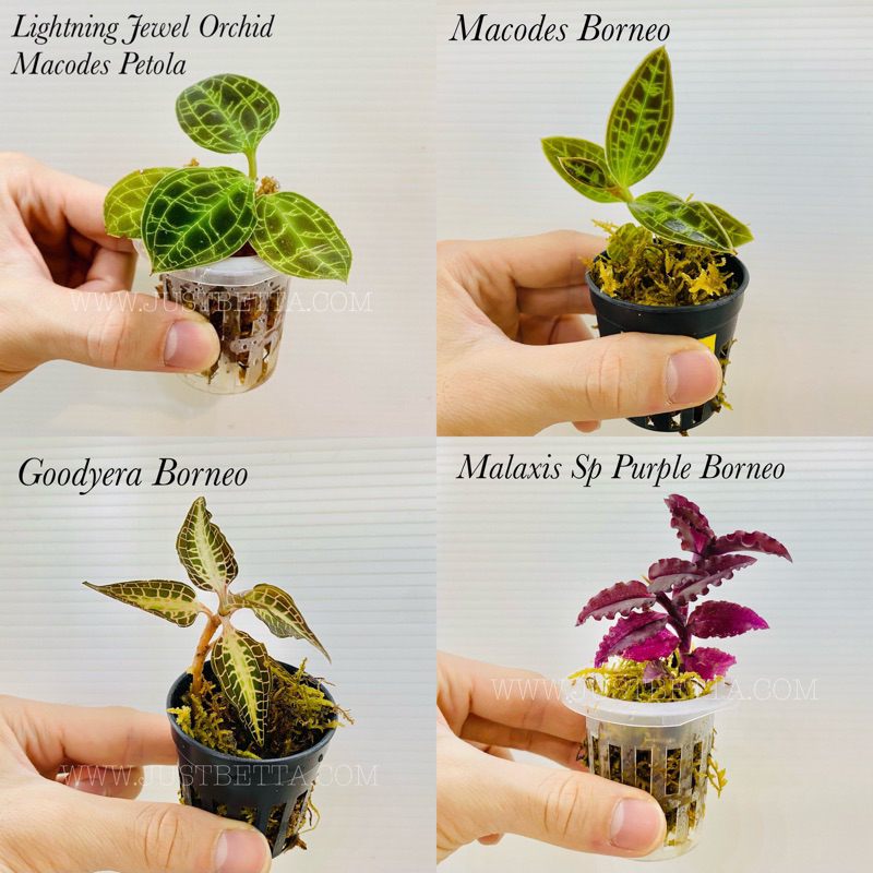 Live Jungle Plant / Fern - Macodes Petola (Lightning Jewel Orchid ...