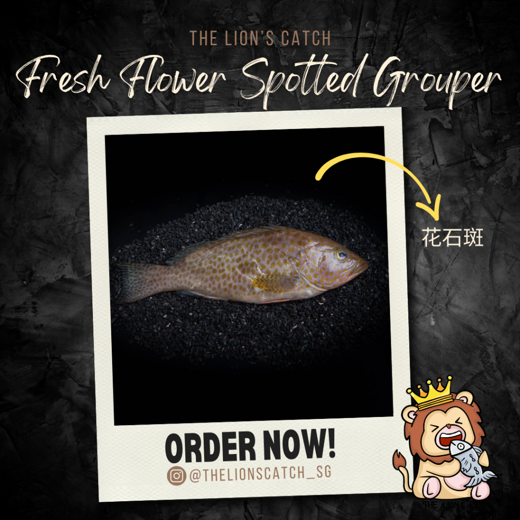 FRESH FLOWER SPOTTED GROUPER (花石斑鱼） | Shopee Singapore