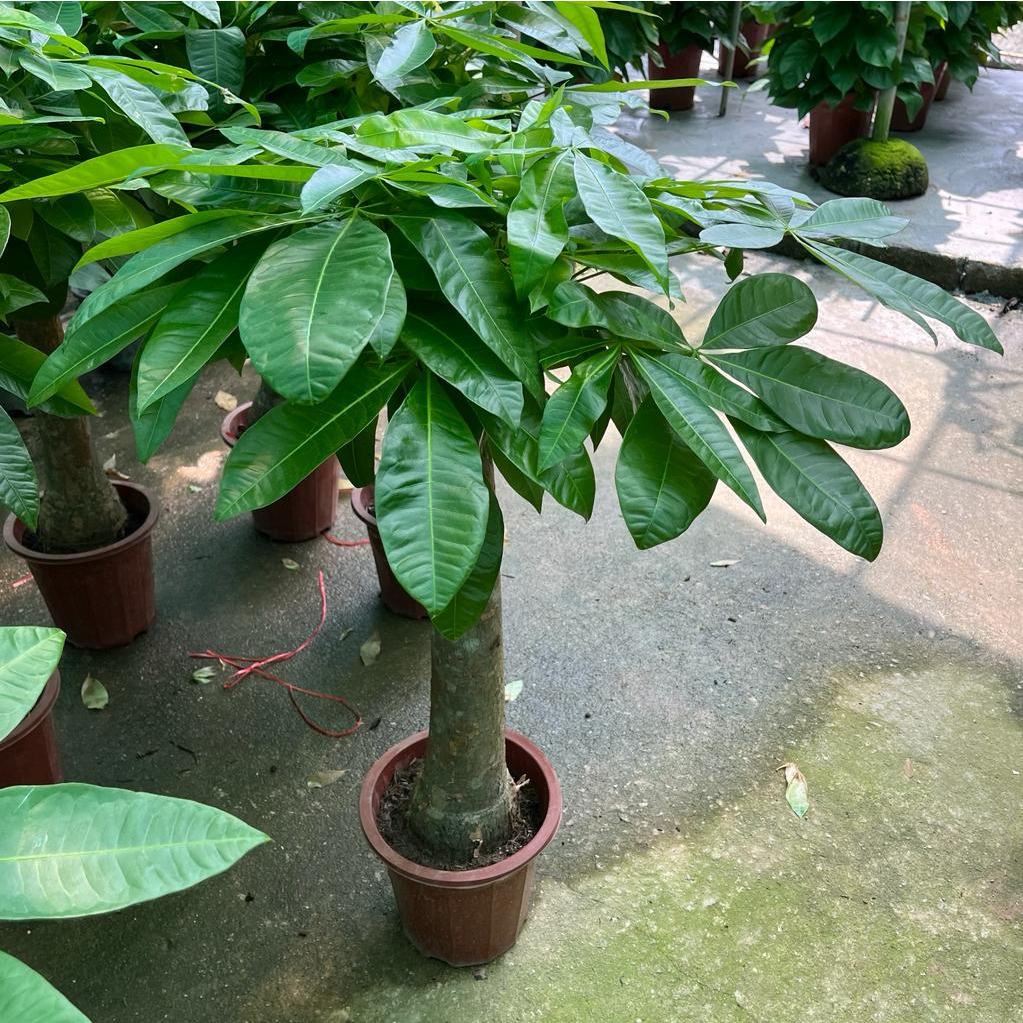 Pachira Aquatica, Single Trunk Money Bonsai Tree (1m) | Shopee Singapore