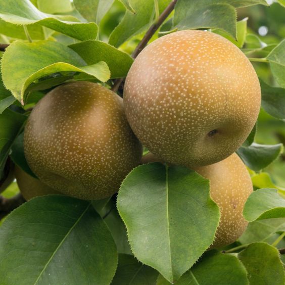 Exquisite Pyrus pyrifolia Plant: Delight in the Beauty of Asian Pears ...