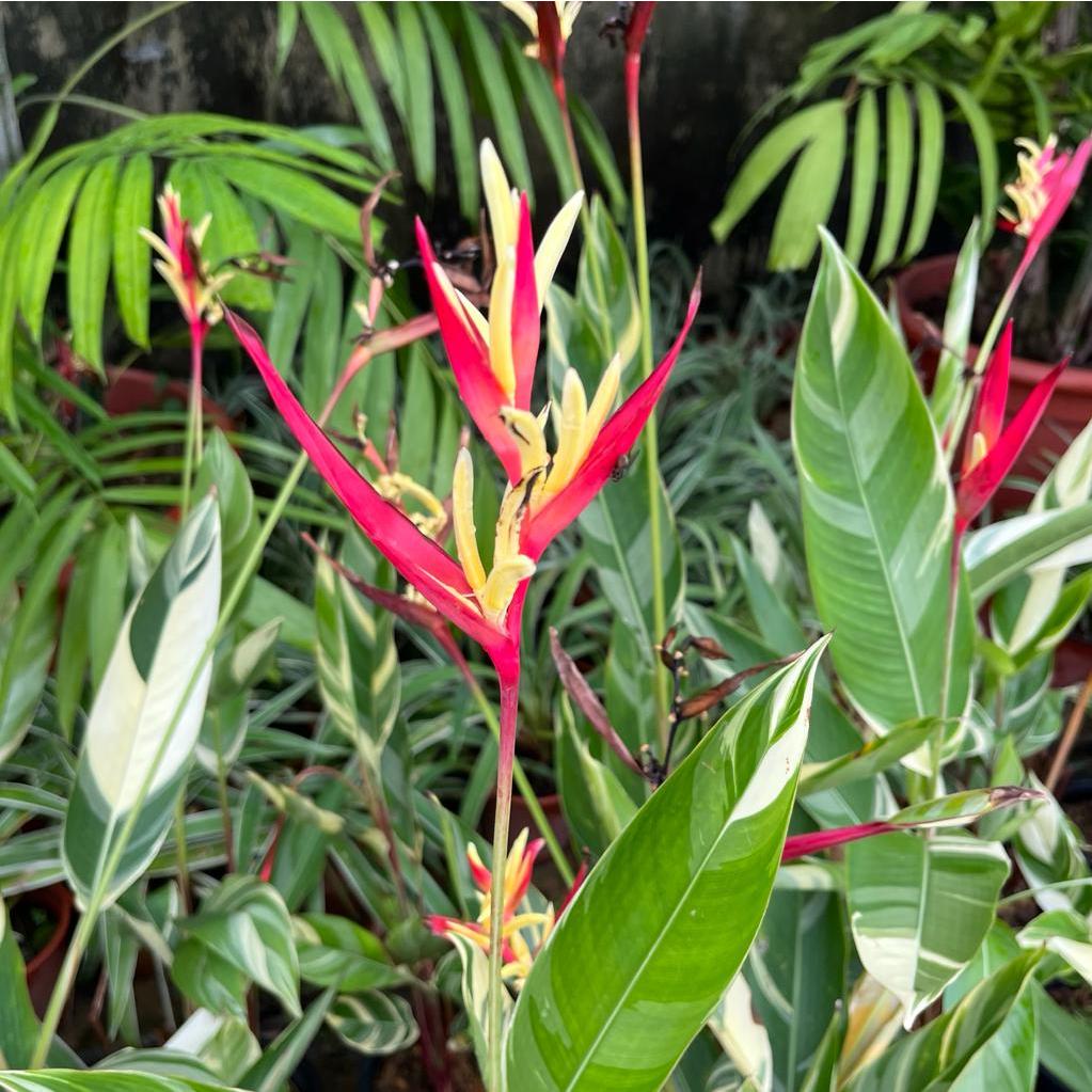 Heliconia psittacorum 'Lady Di' (Variegated) (0.9m) | Shopee Singapore
