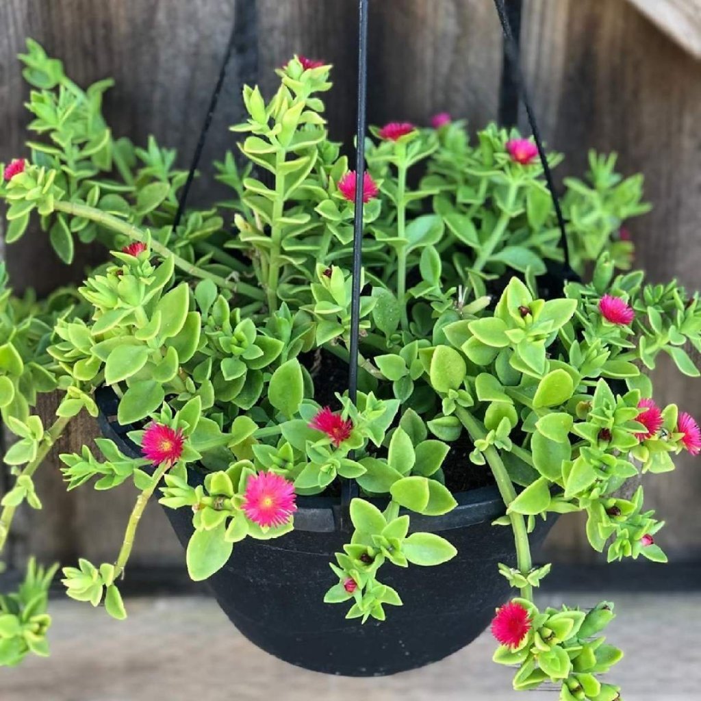 Mesembryanthemum Cordifolium, Baby Sun Rose, Heartleaf Iceplant, Ice ...