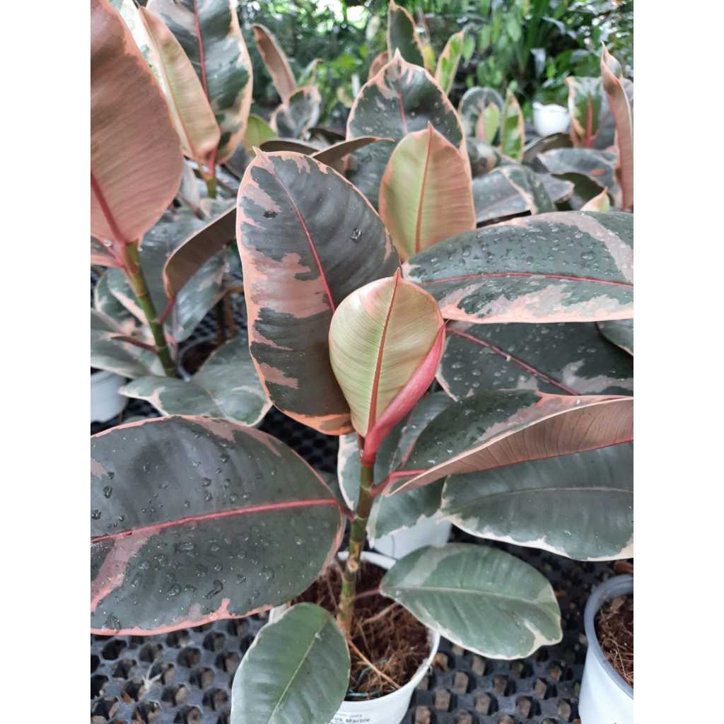 Ficus Marble (Single Stem)/ Ficus/ Indoor Plant/marble plant, Indian ...