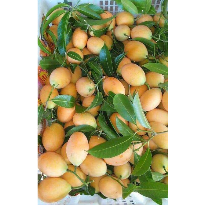 Gandaria Plants (Bouea macrophylla) – Tropical Fruit Plant for Your ...