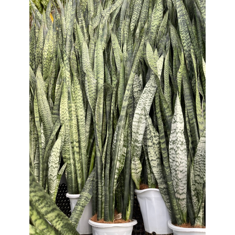 Sansevieria snake plant Congo/plain/gilden 0.4m/0.8m height live plant ...