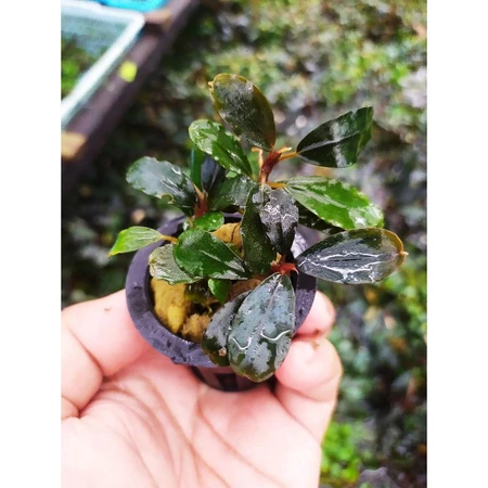 Bucephalandra Cherish (10 pcs) | Shopee Singapore