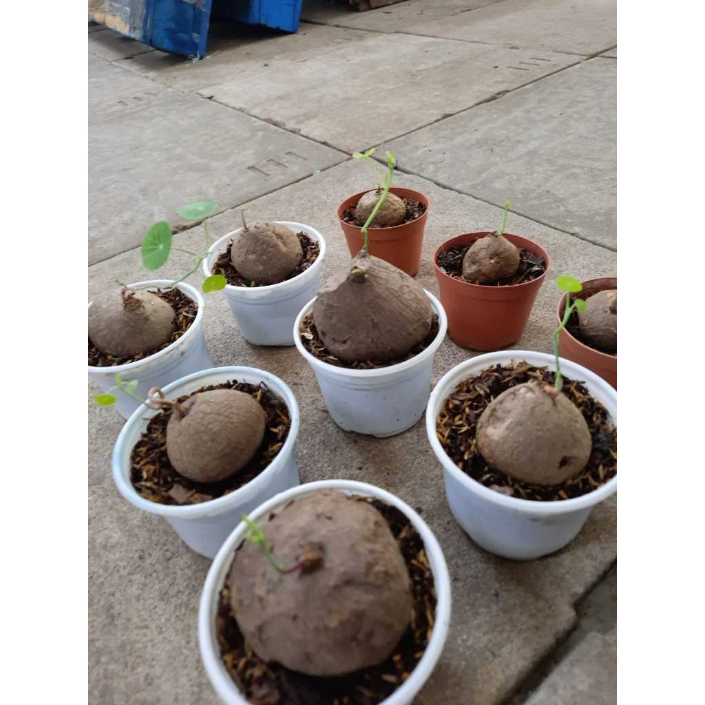 Stephania Pierra, Stephanis Erecta, Stephania Pierrei Diels, Indoor ...