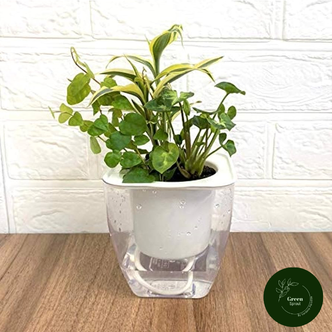 Transparent Self Watering Pot By Green Sprout P31 | Shopee Singapore