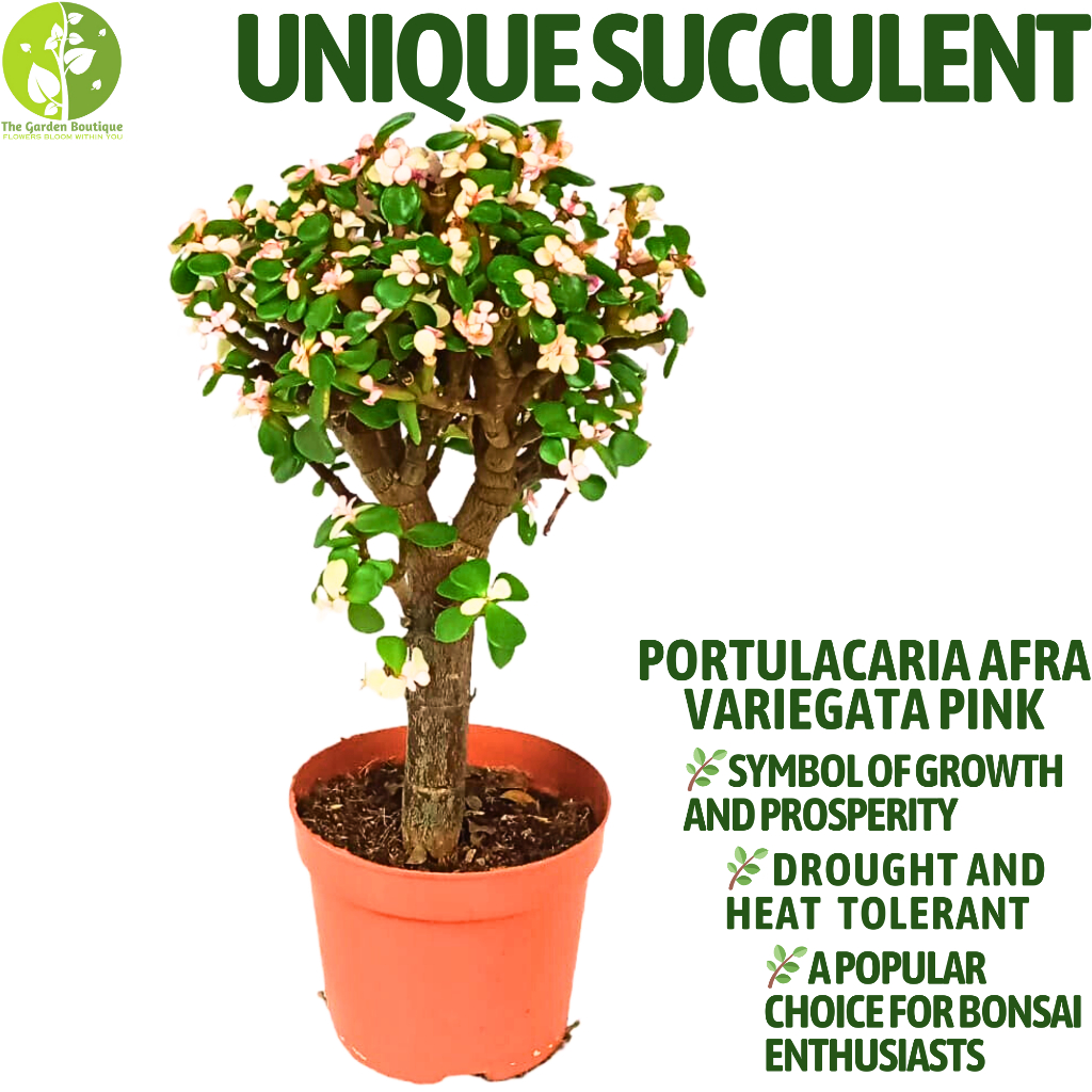 [Local Seller] Portulacaria afra variegata Pink Elephant Bush Succulent ...