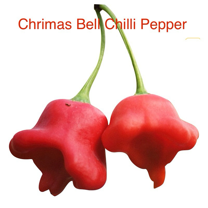 Chrimas Bell Chilli Pepper Seed 20pcs from SG | Shopee Singapore
