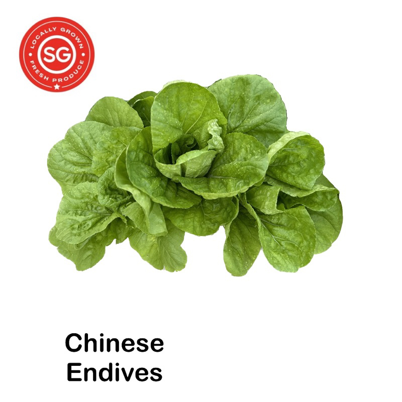 Chinese Endives 京白(1kg) | Shopee Singapore
